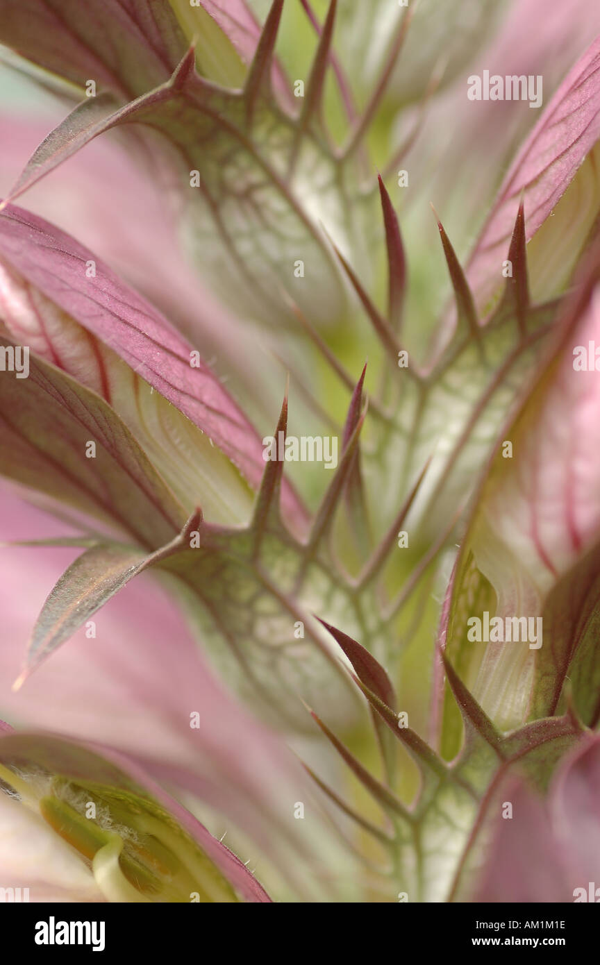 Close up abstract of Acanthus Spinosus Stock Photo - Alamy