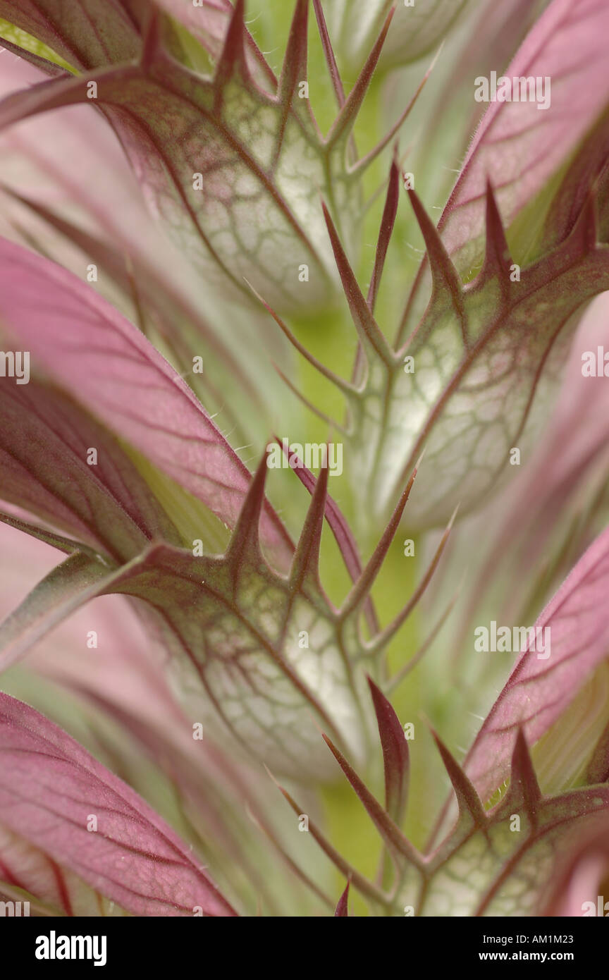 Pink acanthus flowers hi-res stock photography and images - Alamy