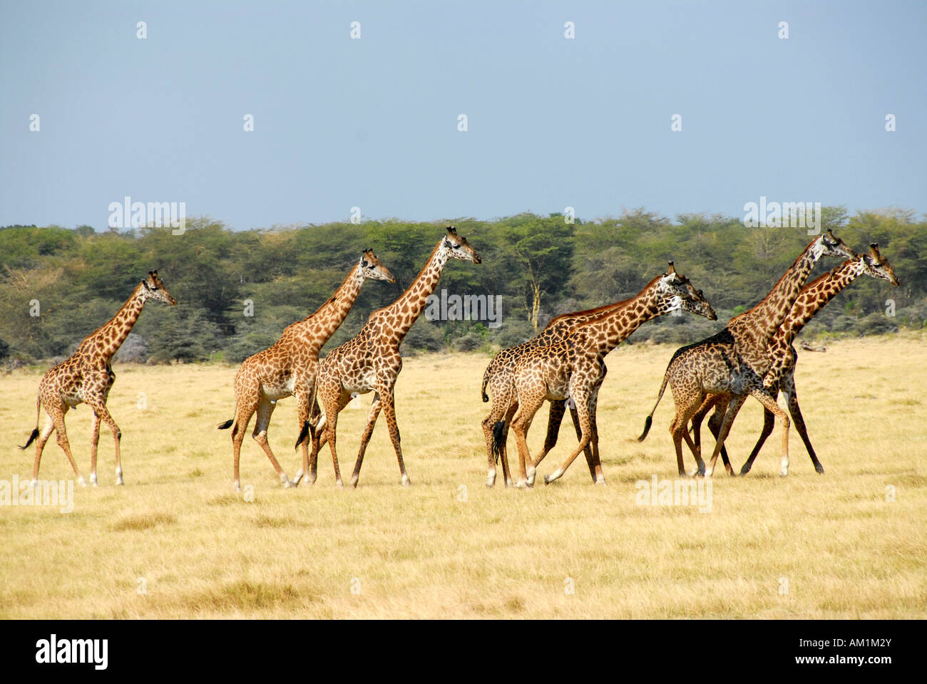Giraffe Herd Running