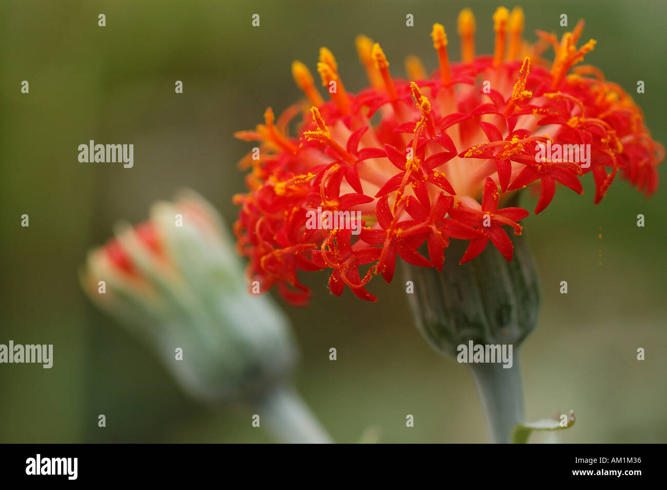 Abyssinica flowers hi-res stock photography and images - Alamy