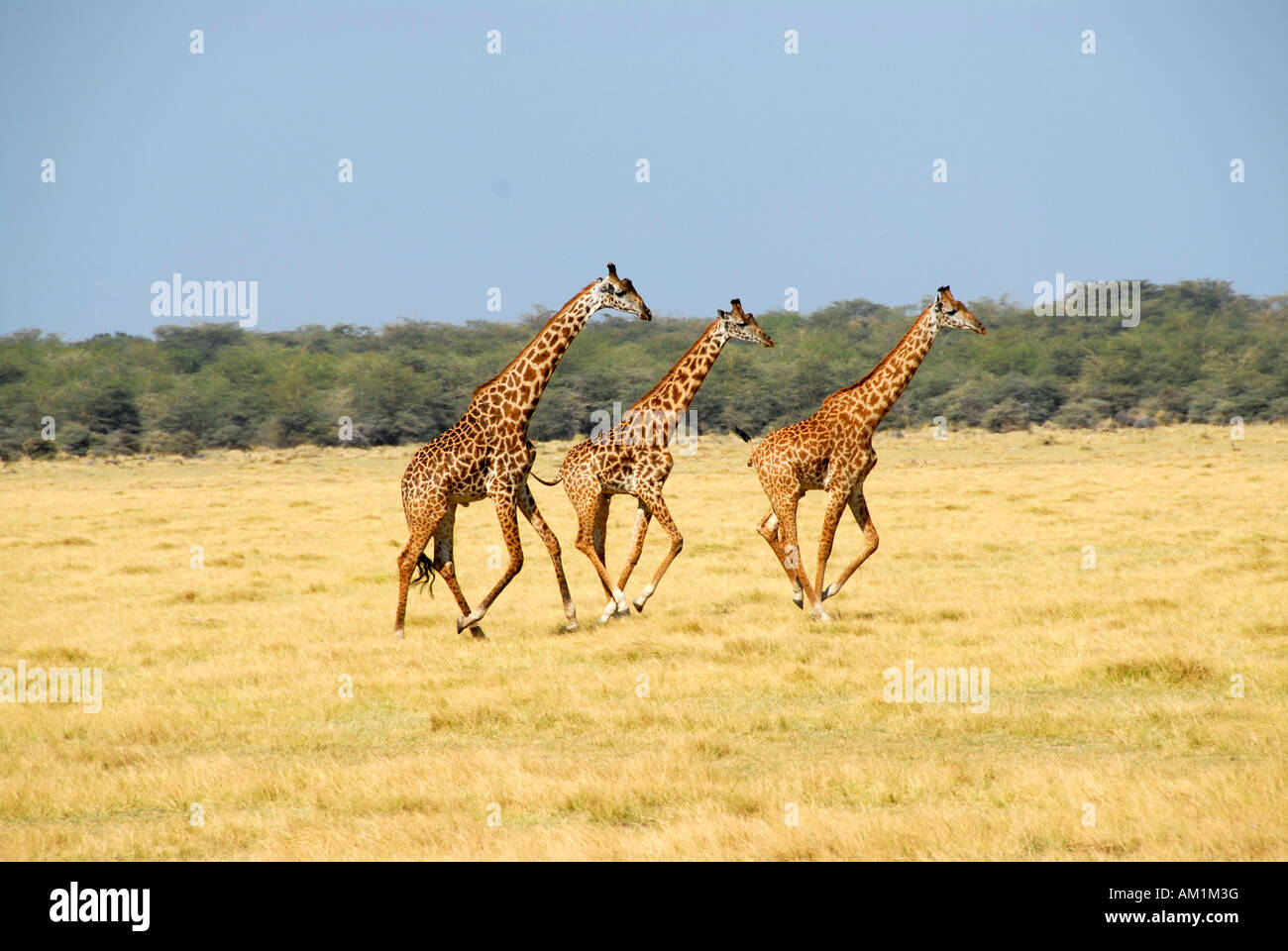 Three Giraffes (Giraffa camelopardalis) galloping through the savannah ...