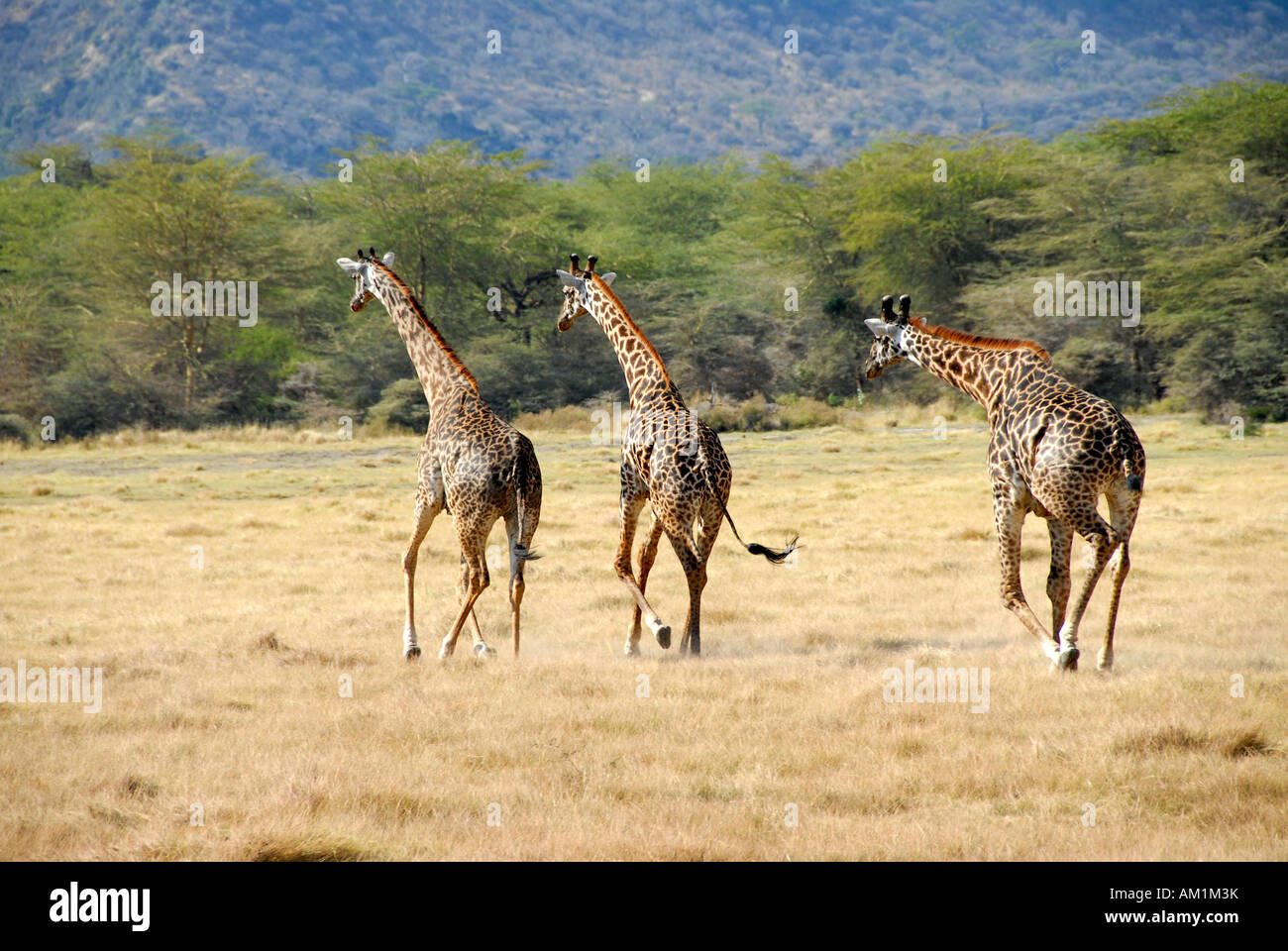 Three Giraffes (Giraffa camelopardalis) galloping through the savannah ...