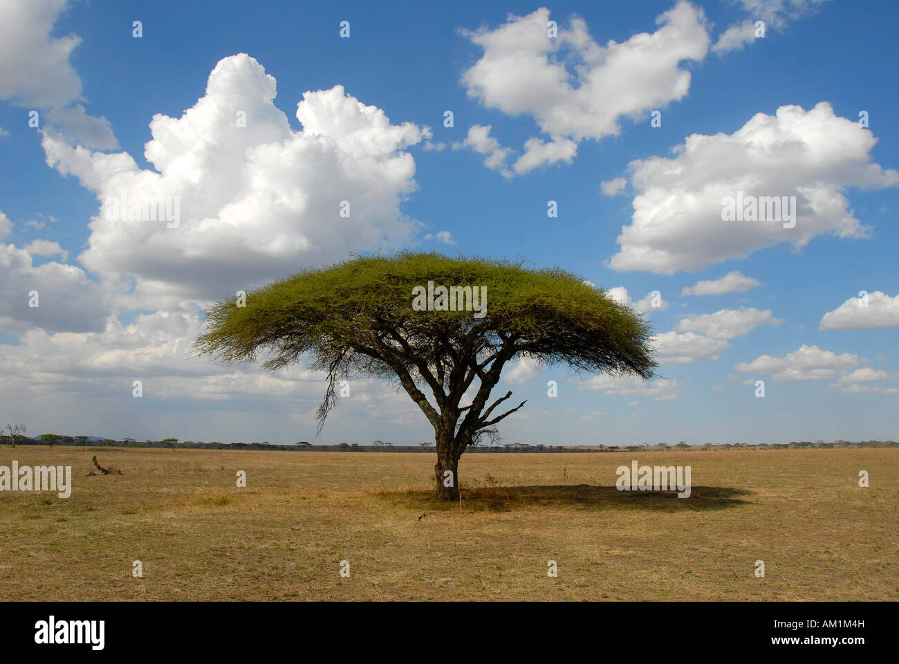 Umbrella thorn acacia hi-res stock photography and images - Alamy