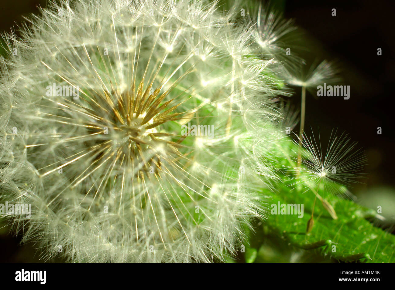 Taraxacum officinale seeds hi-res stock photography and images - Alamy