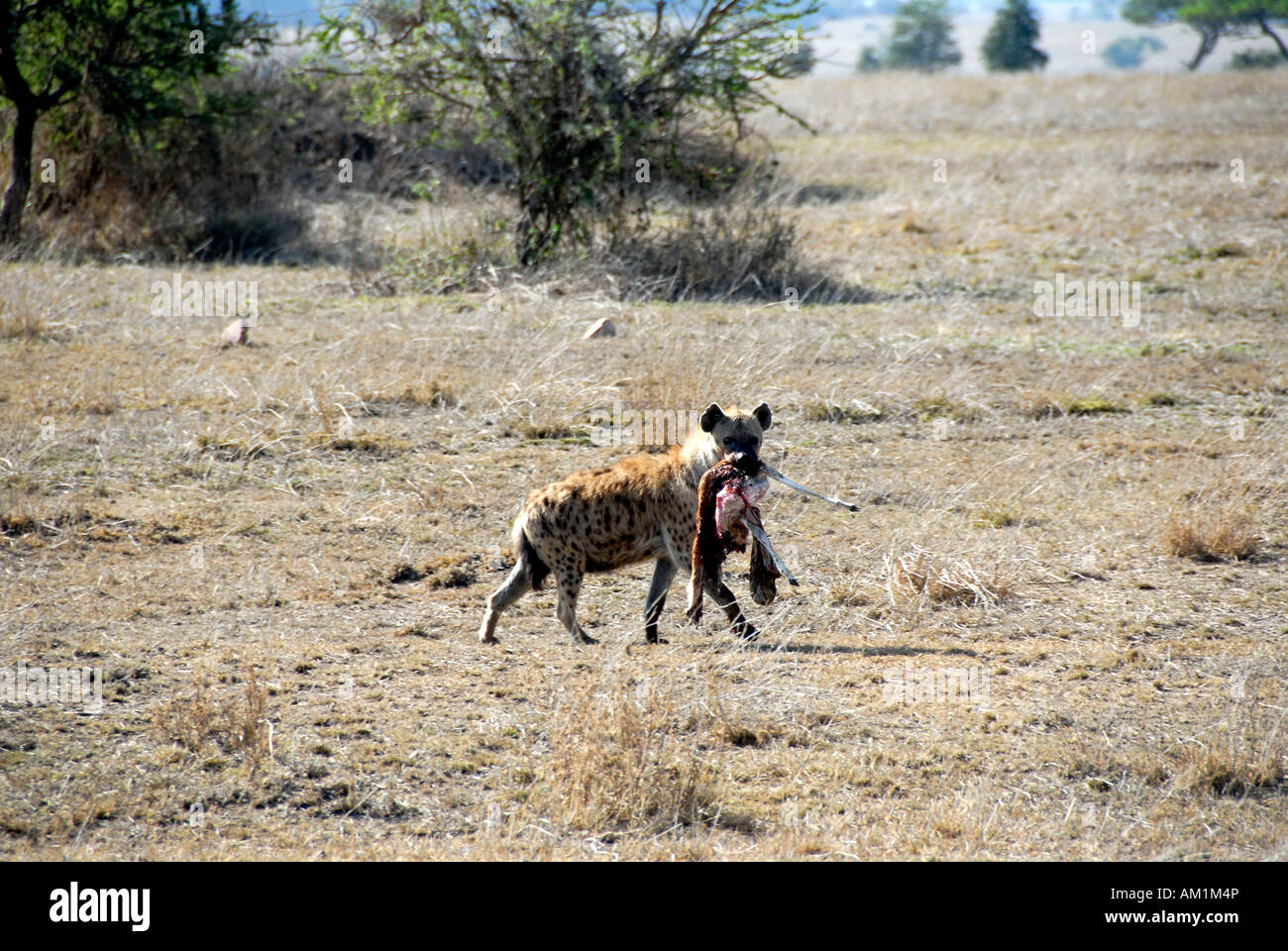 Spotted Hyena (Crocuta crocuta) carries prey in its mouth Serengeti ...