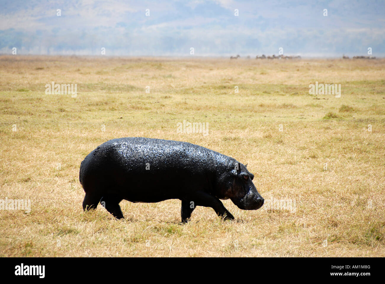 Hippo (Hippopotamus amphibius) wanders through dry grassland Ngorongoro ...