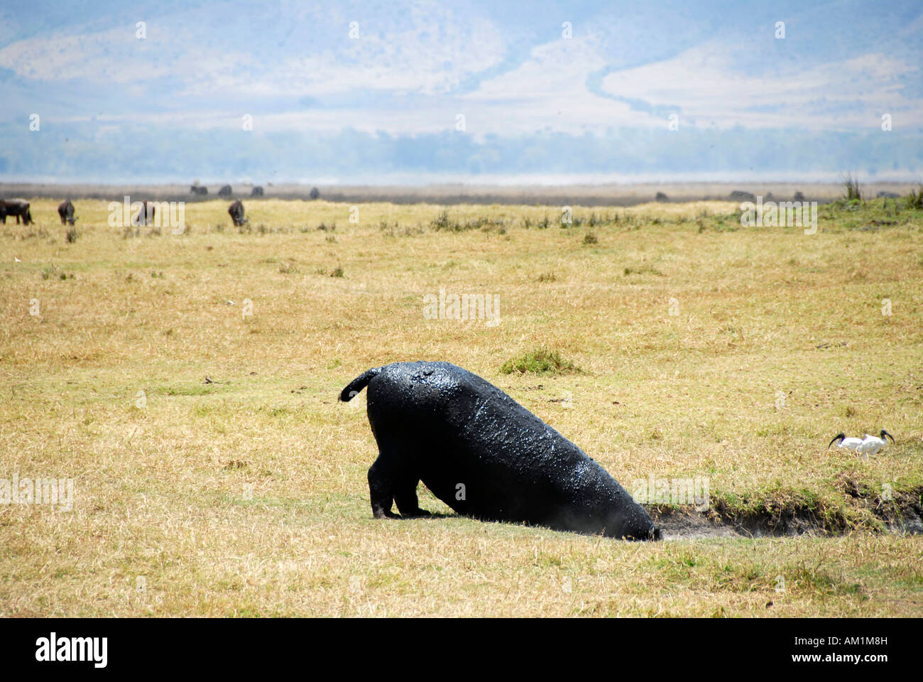 Hippo (Hippopotamus amphibius) disappears in a hole Ngorongoro Crater ...