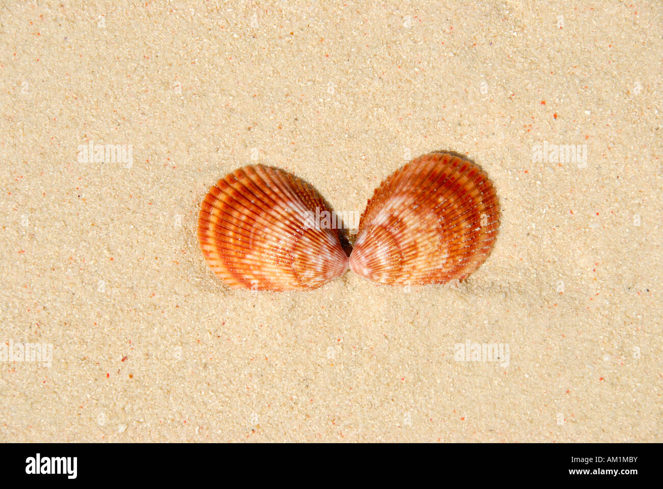 Shells in white sand at beach Indian Ocean Zanzibar Tanzania Stock ...