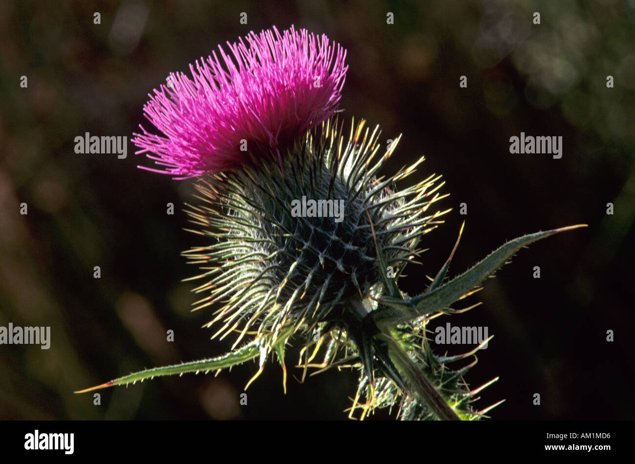 Wildflower cairngorm hi-res stock photography and images - Alamy
