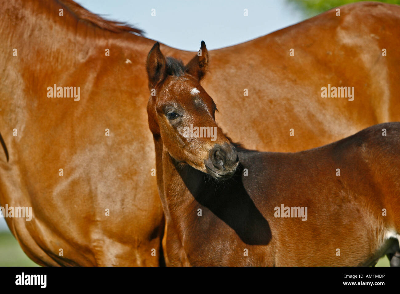 Hanoverian elite colt with female Stock Photo - Alamy