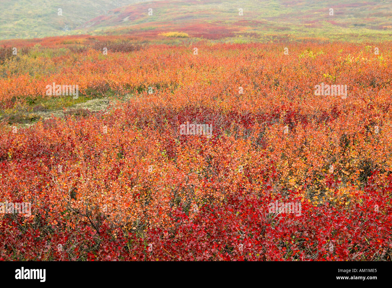 Autumn colors in Atigun Pass and the Brooks Range from the Dalton ...