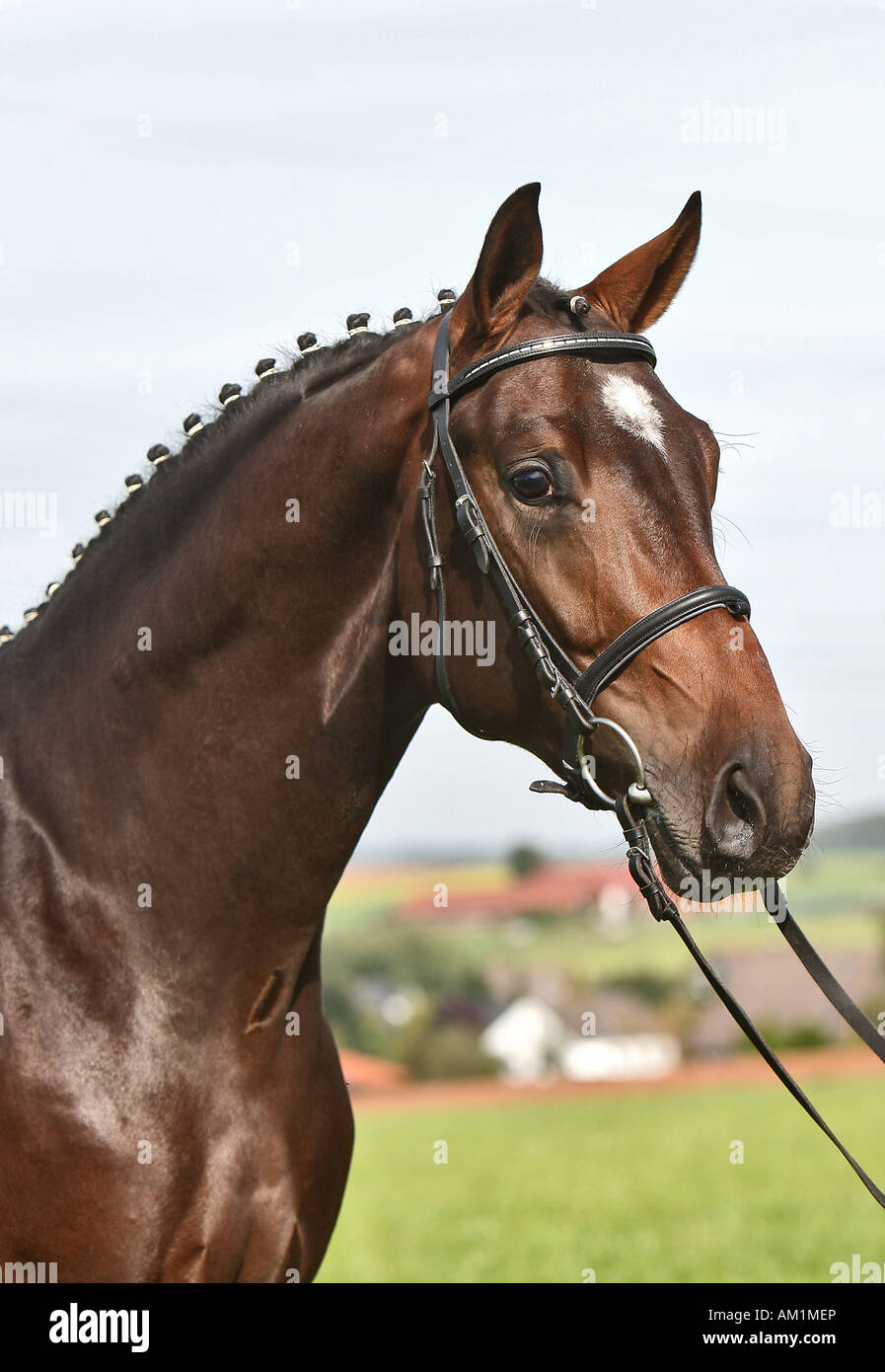 Breed Mare Definition at Jimmy Milam blog