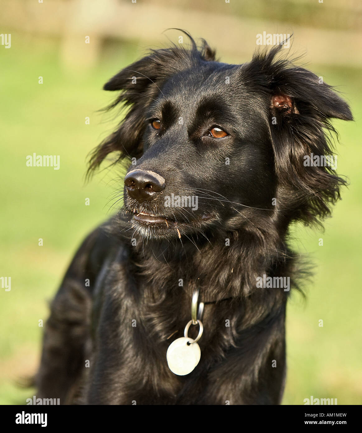 Labrador Mischling High Resolution Stock Photography and Images - Alamy