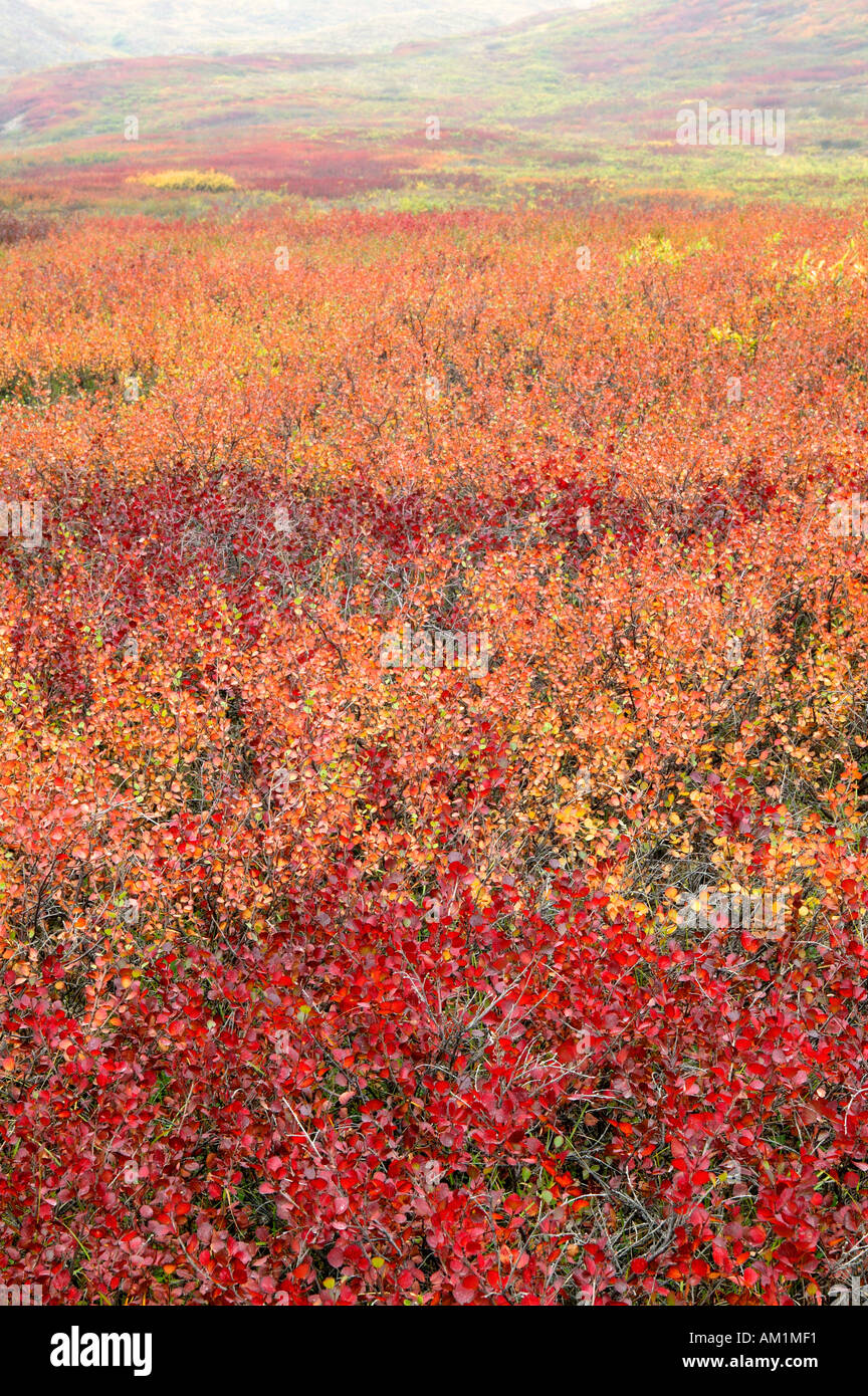 Autumn colors in Atigun Pass and the Brooks Range from the Dalton ...