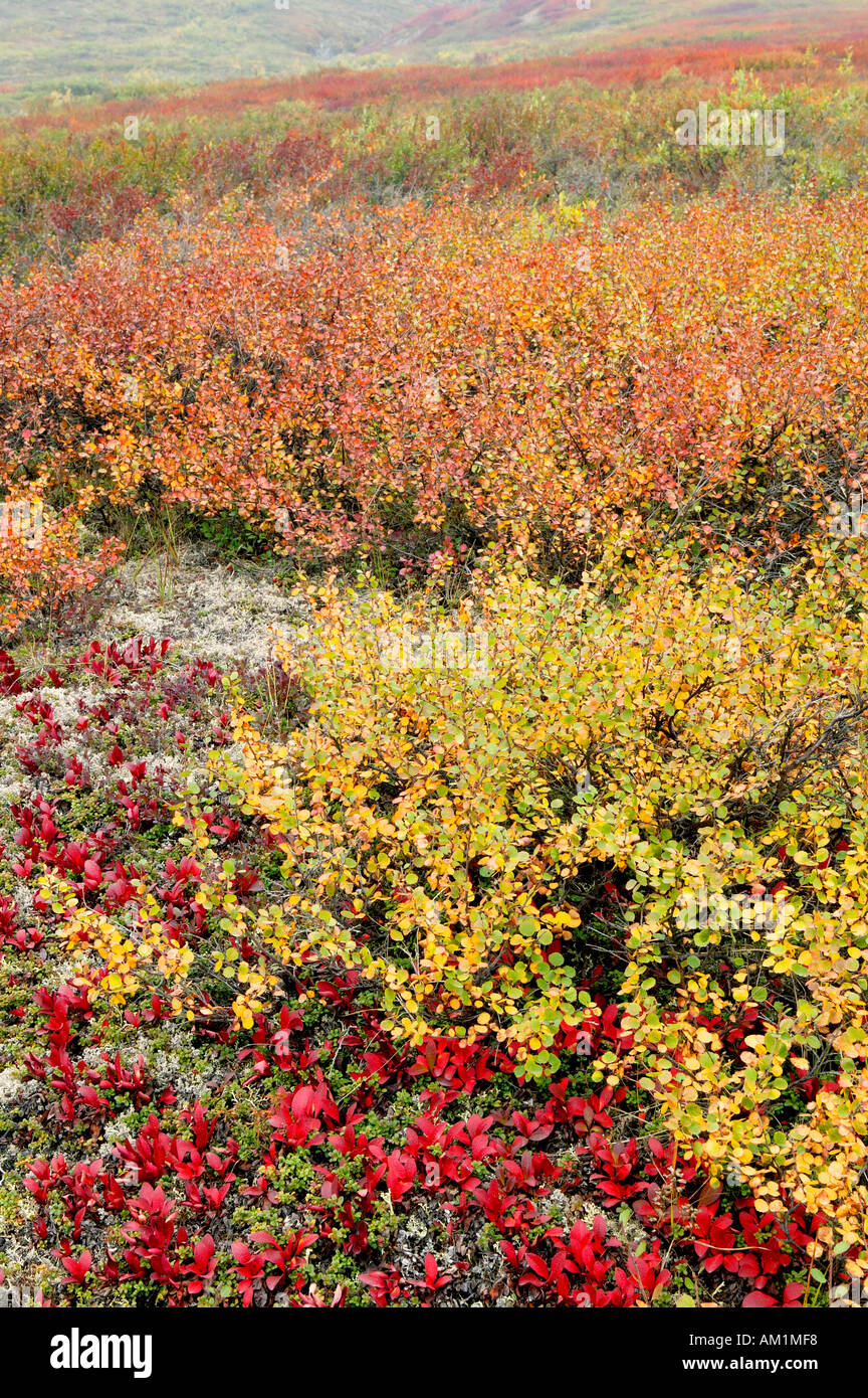 Autumn colors in Atigun Pass and the Brooks Range from the Dalton ...