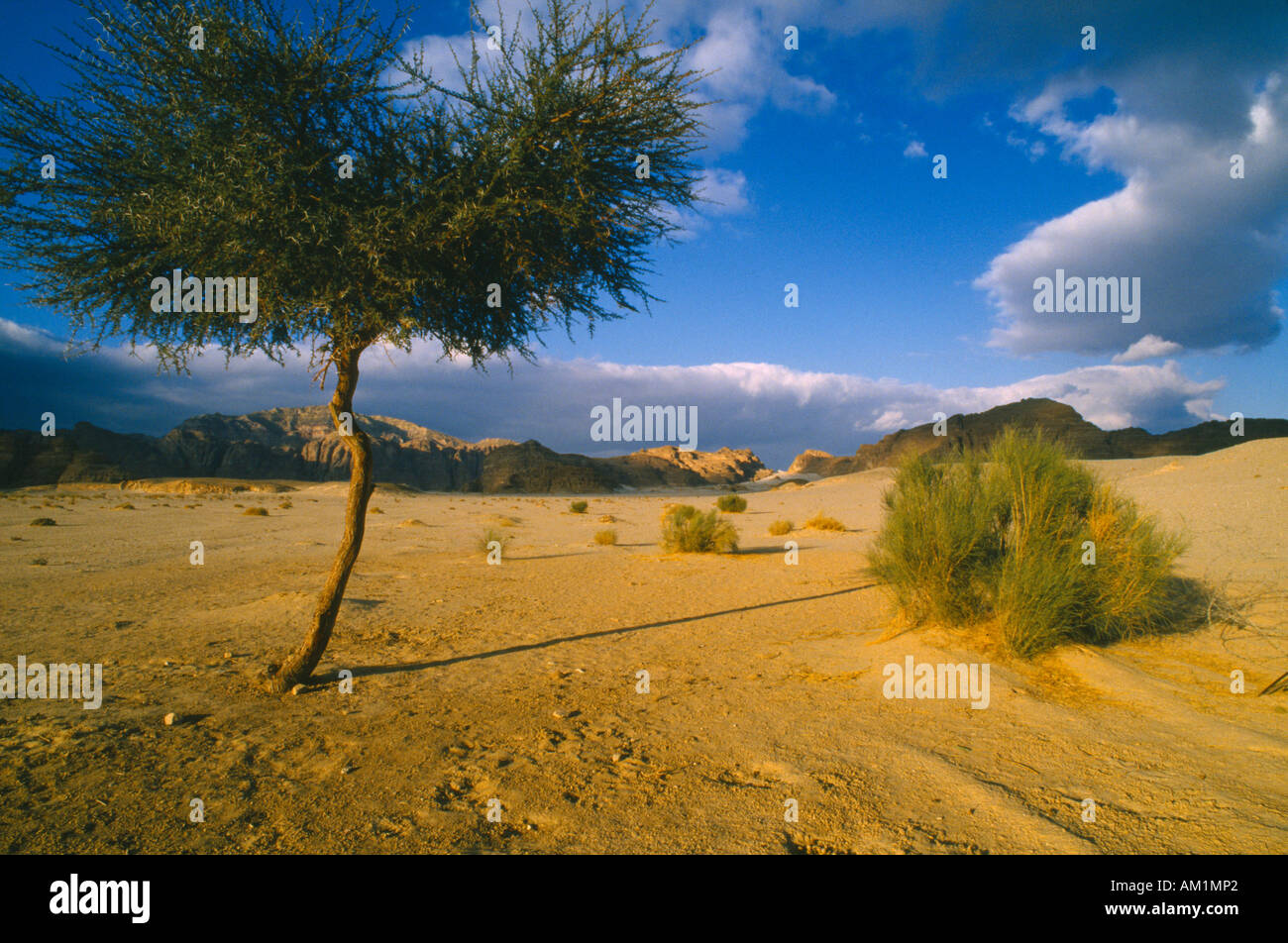 Egypt sinai nuweiba on east hi-res stock photography and images - Alamy