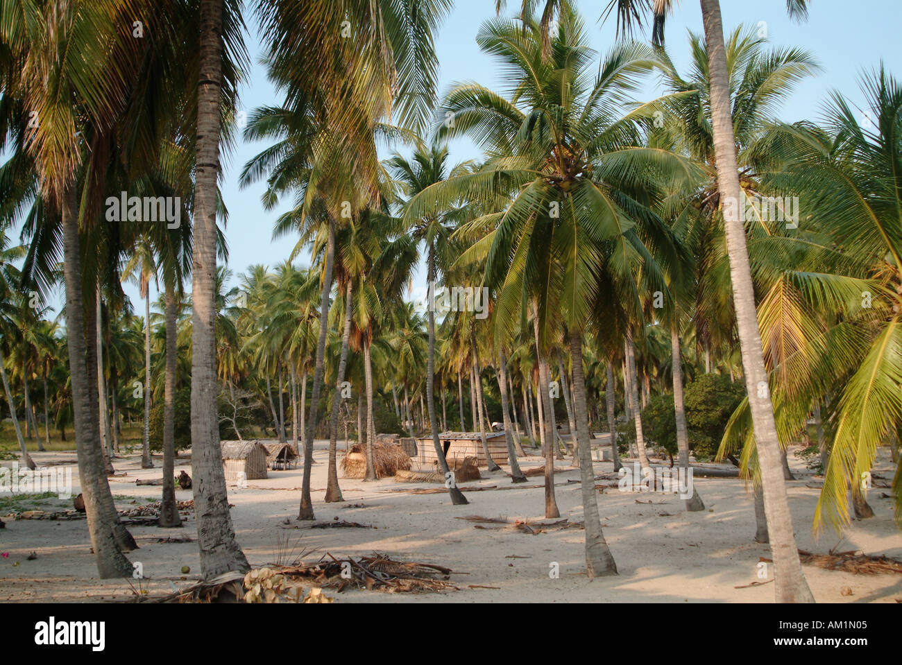 Hundreds of tropical palm trees line the village of Linga Linga in ...