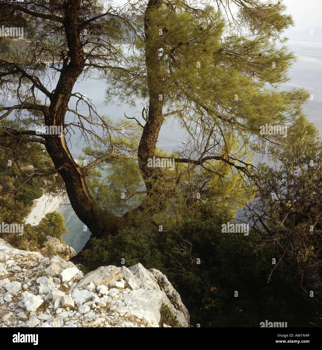 geography / travel, Greece, Euboea, landscape / landscapes, pine-trees ...