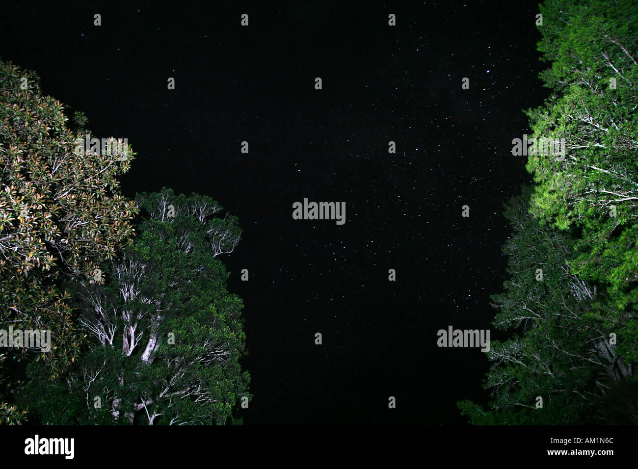 Stars between trees Stock Photo - Alamy