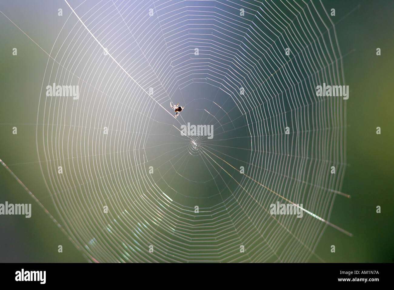Spider spinning web in the morning Stock Photo - Alamy