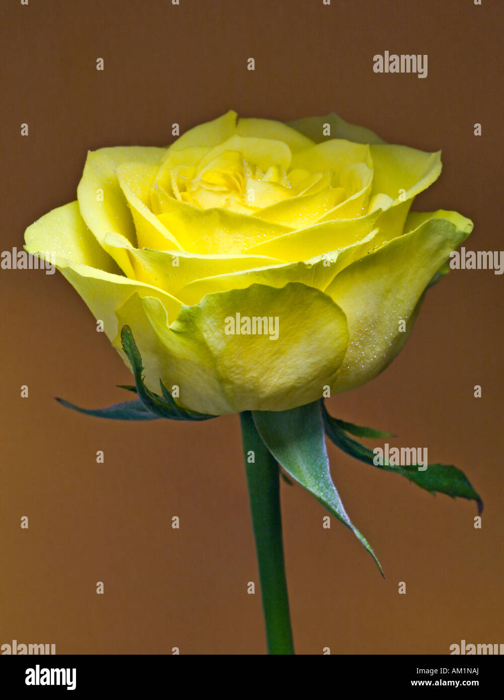 Bailey rose hi-res stock photography and images - Alamy