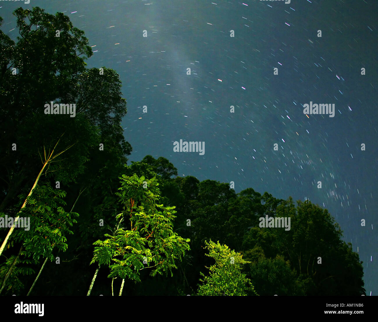 Forest near MT Warning Stock Photo - Alamy