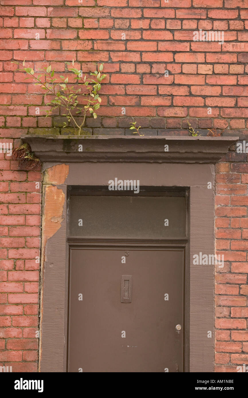 tree growing above a front door of a terraced house in a run down area ...