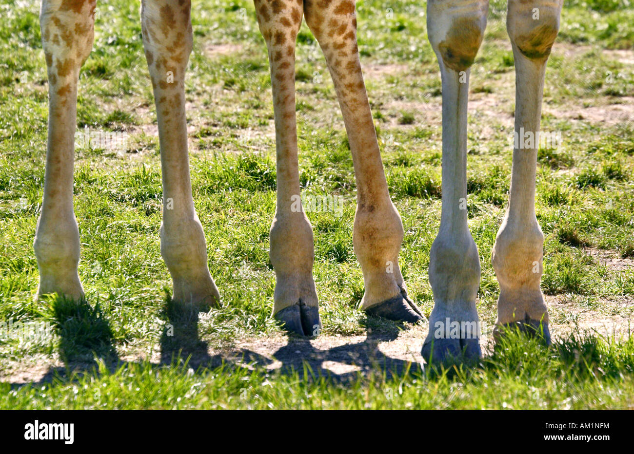Giraffe feet hi-res stock photography and images - Alamy