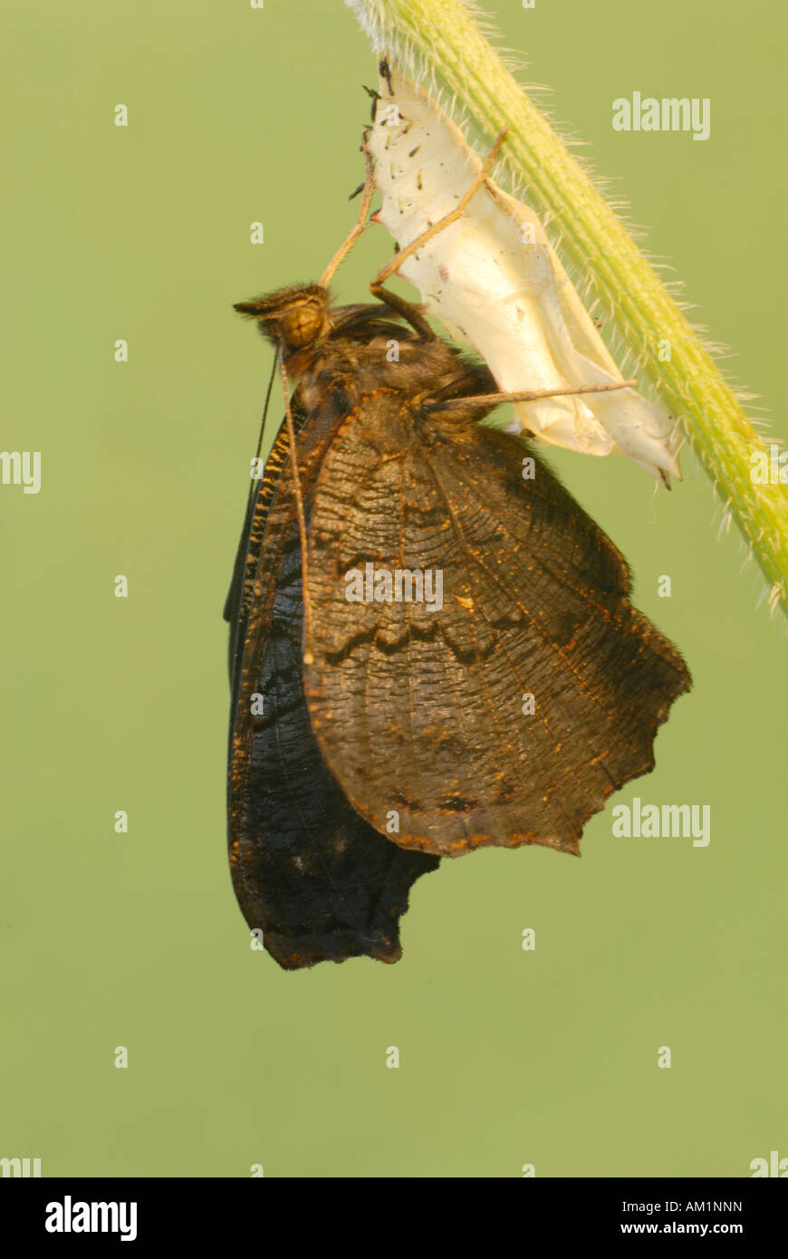 Empty pupa case hi-res stock photography and images - Alamy