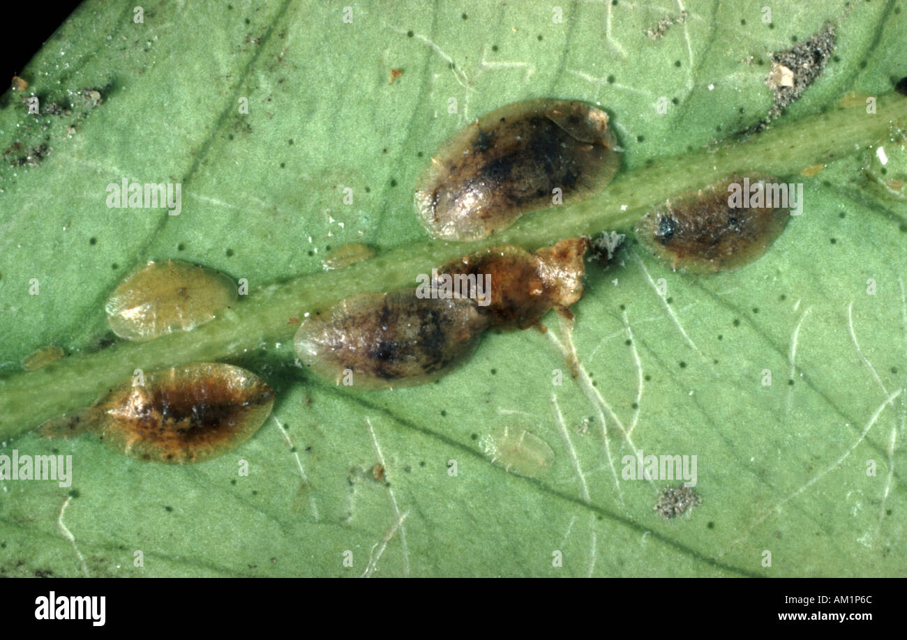 Photomicrograph of soft brown scale insects Coccus hesperidus on citrus ...