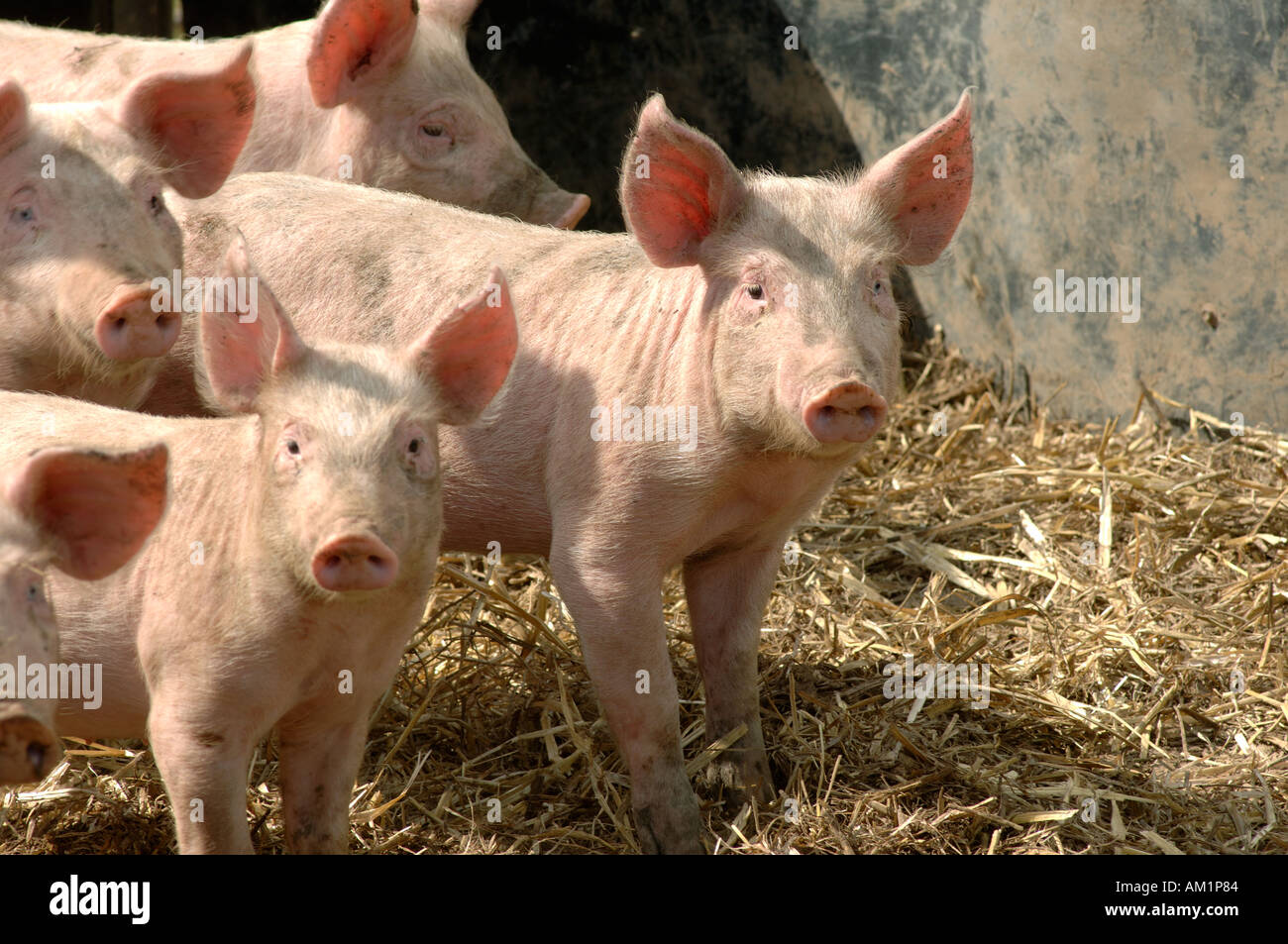 White Cross Piglets High Resolution Stock Photography and Images - Alamy