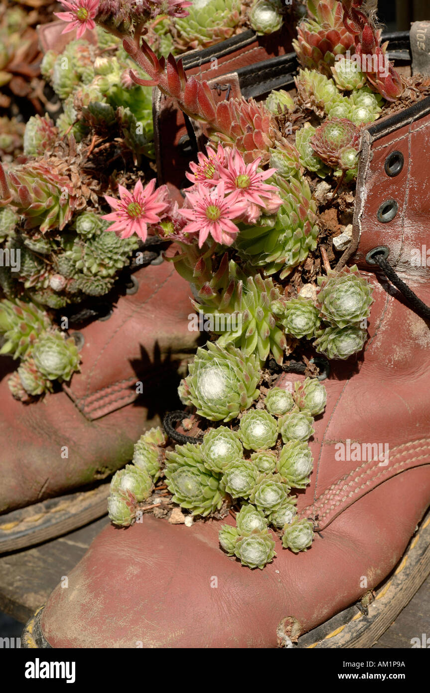 Sempervivum container hi-res stock photography and images - Alamy