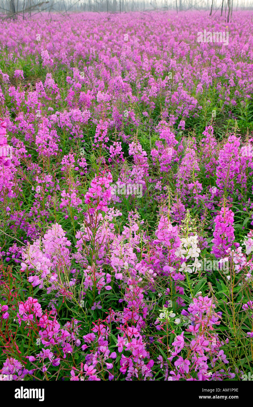 Fields of fireweed along the Dalton Highway Alaska Stock Photo - Alamy