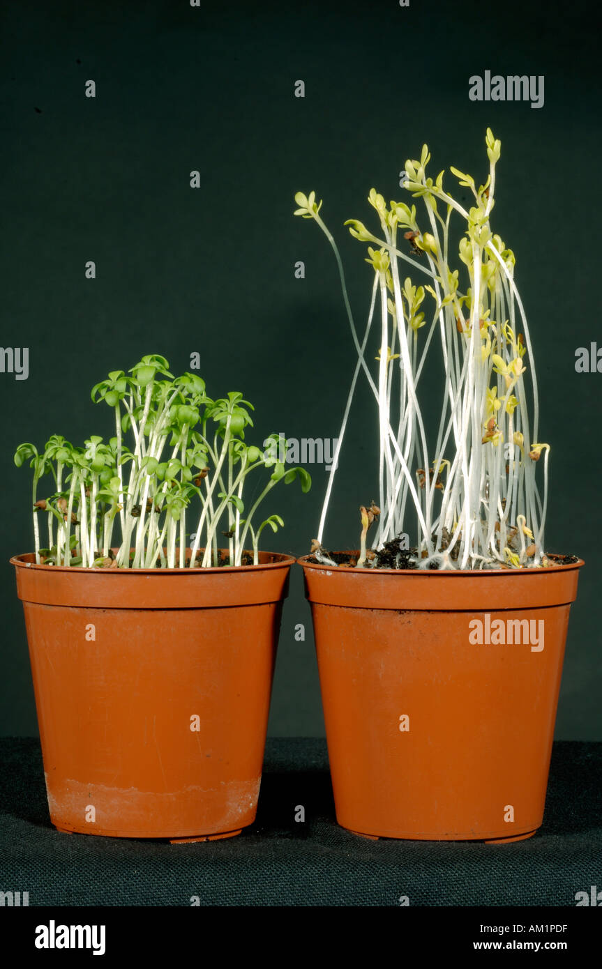 Comparison of cress seedlings grown with and without light Stock Photo ...