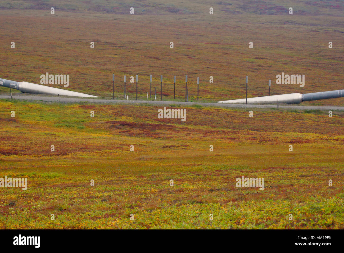Trans alaska pipeline wildlife hi-res stock photography and images - Alamy