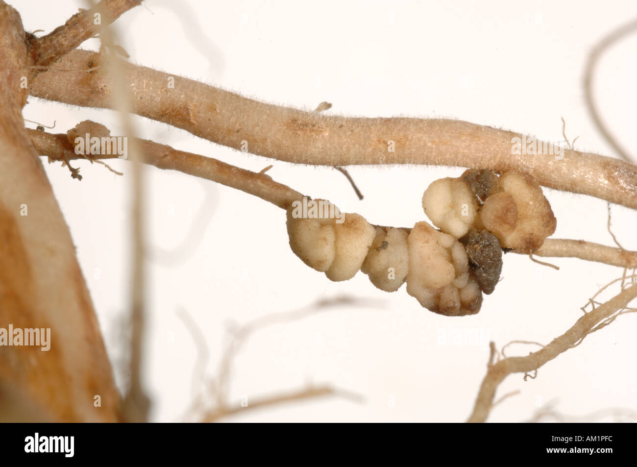 Powdery scab Spogospora subterranea galls on the root of a potato plant ...