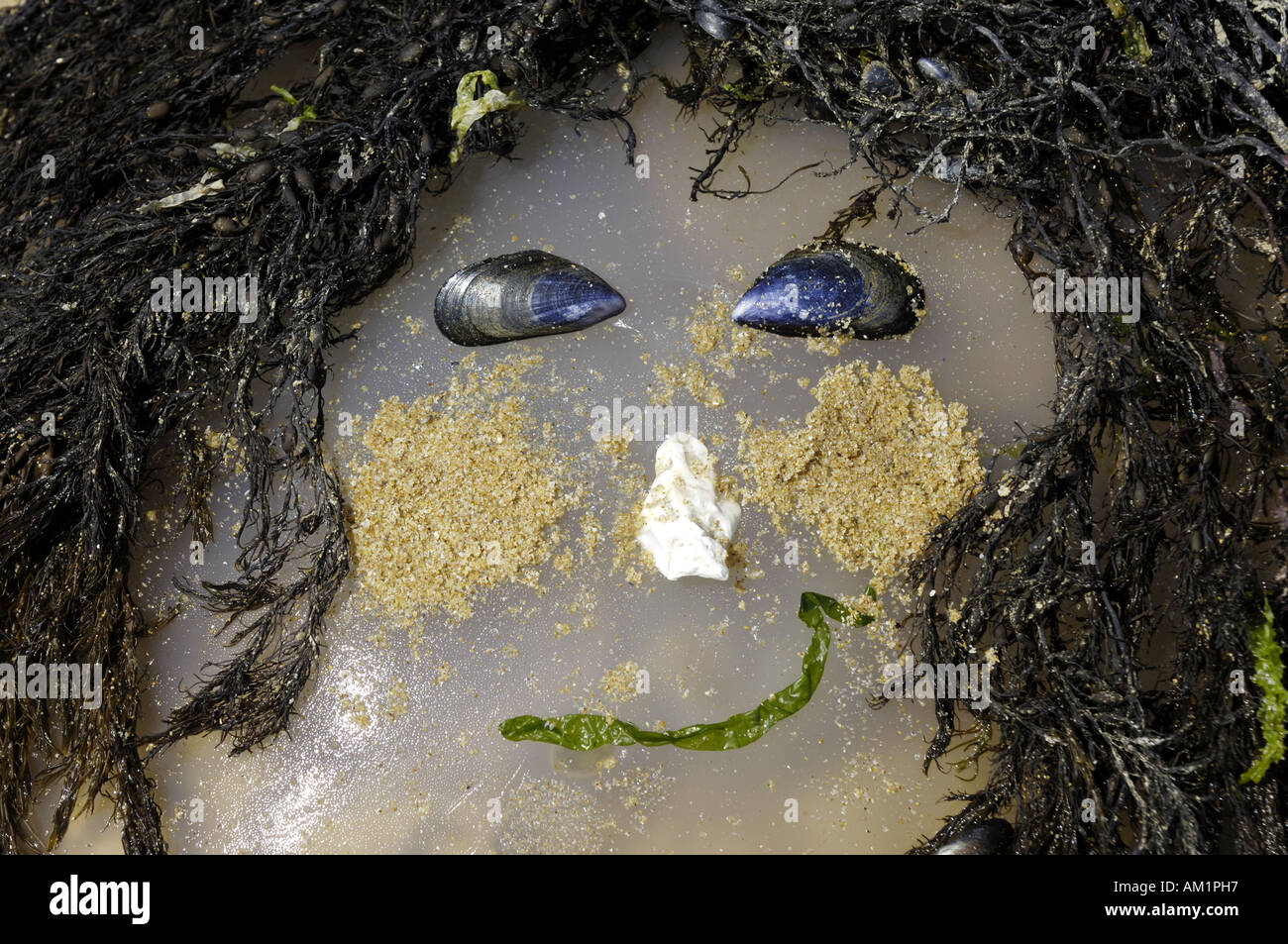 jellyfish face mussel shells beach art creative smile seaweed nature ...