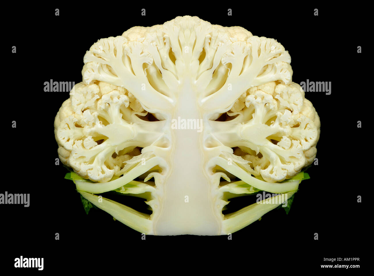 A cauliflower in cross section Stock Photo - Alamy