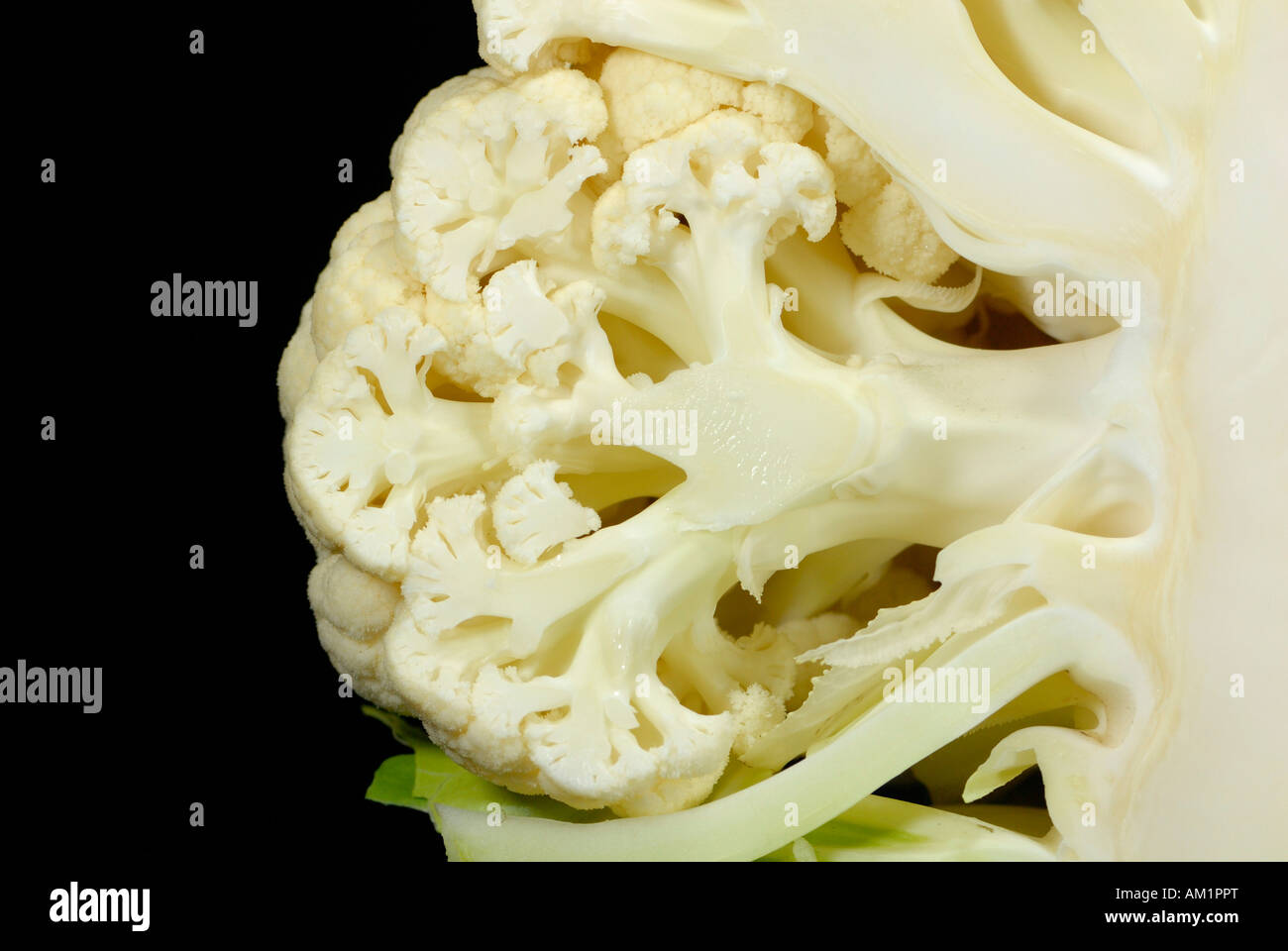 Blumenkohlroeschen hi-res stock photography and images - Alamy