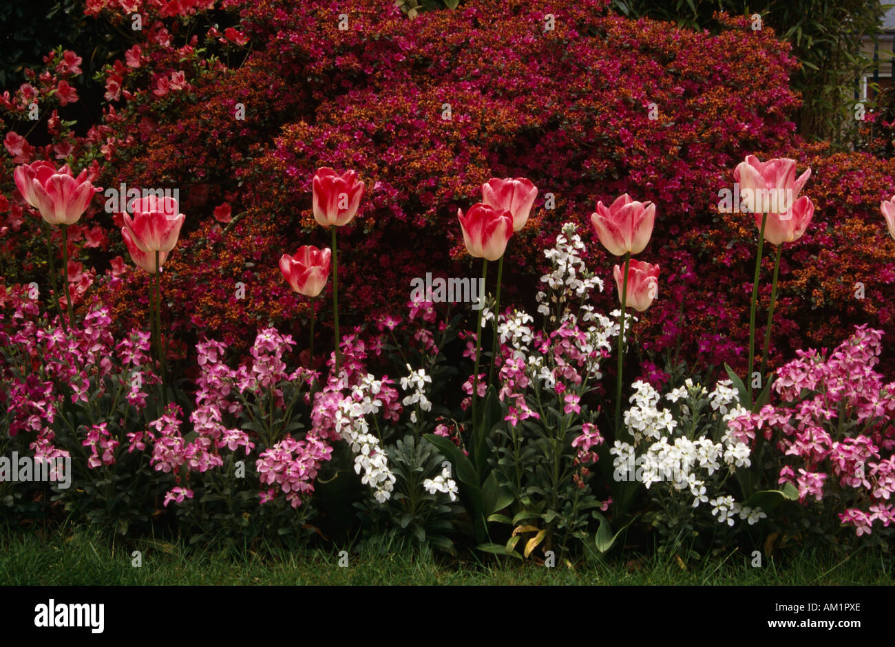 Pink floral and shrub display, including tulips Stock Photo - Alamy