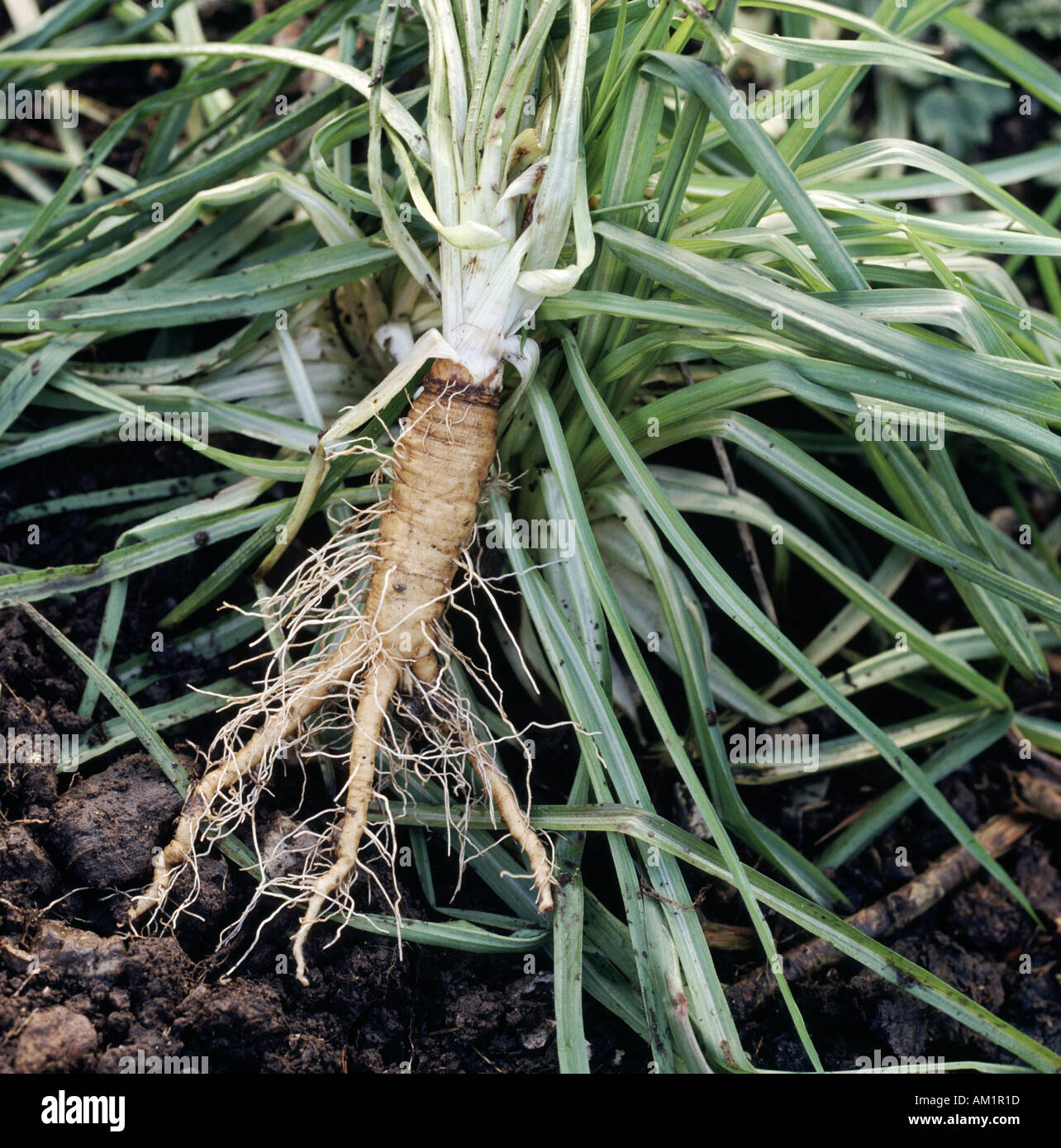 Tragopogon Porrifolius High Resolution Stock Photography and Images - Alamy