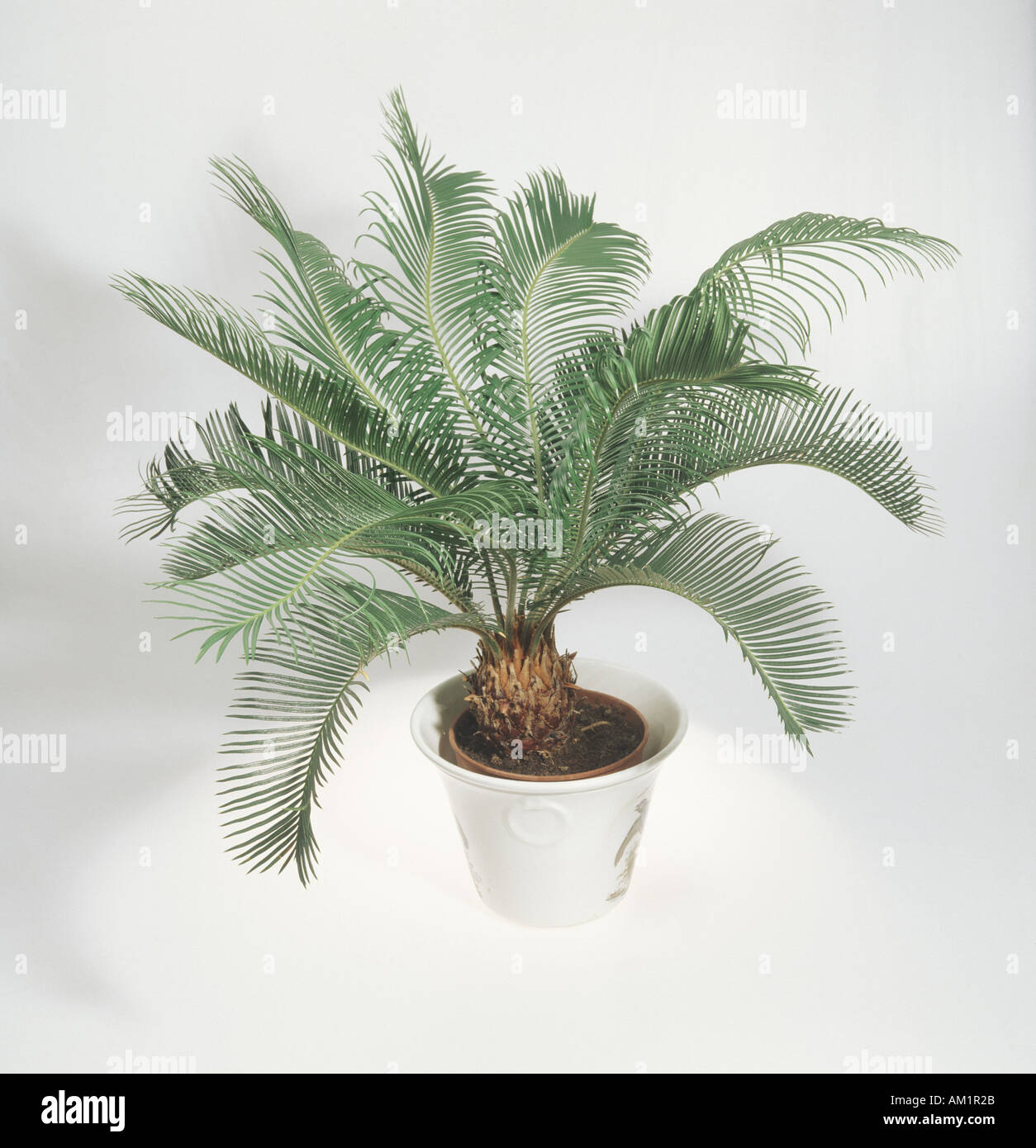 Japanese sago palm Cycas revoluta house plant in pot Stock Photo - Alamy