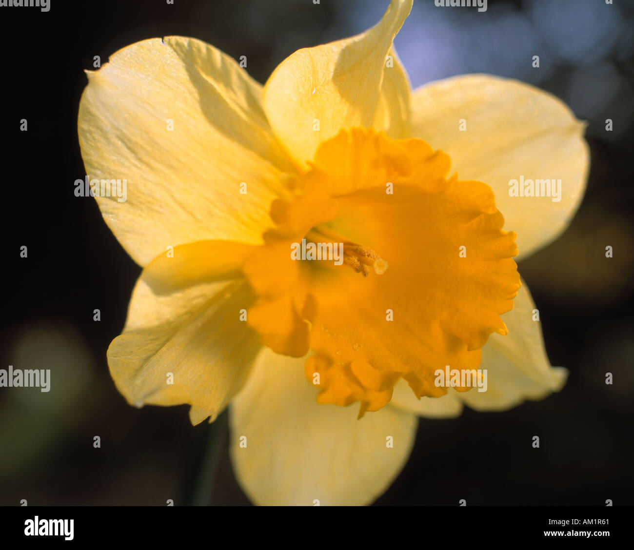Close up detail of a single Daffodil Stock Photo - Alamy