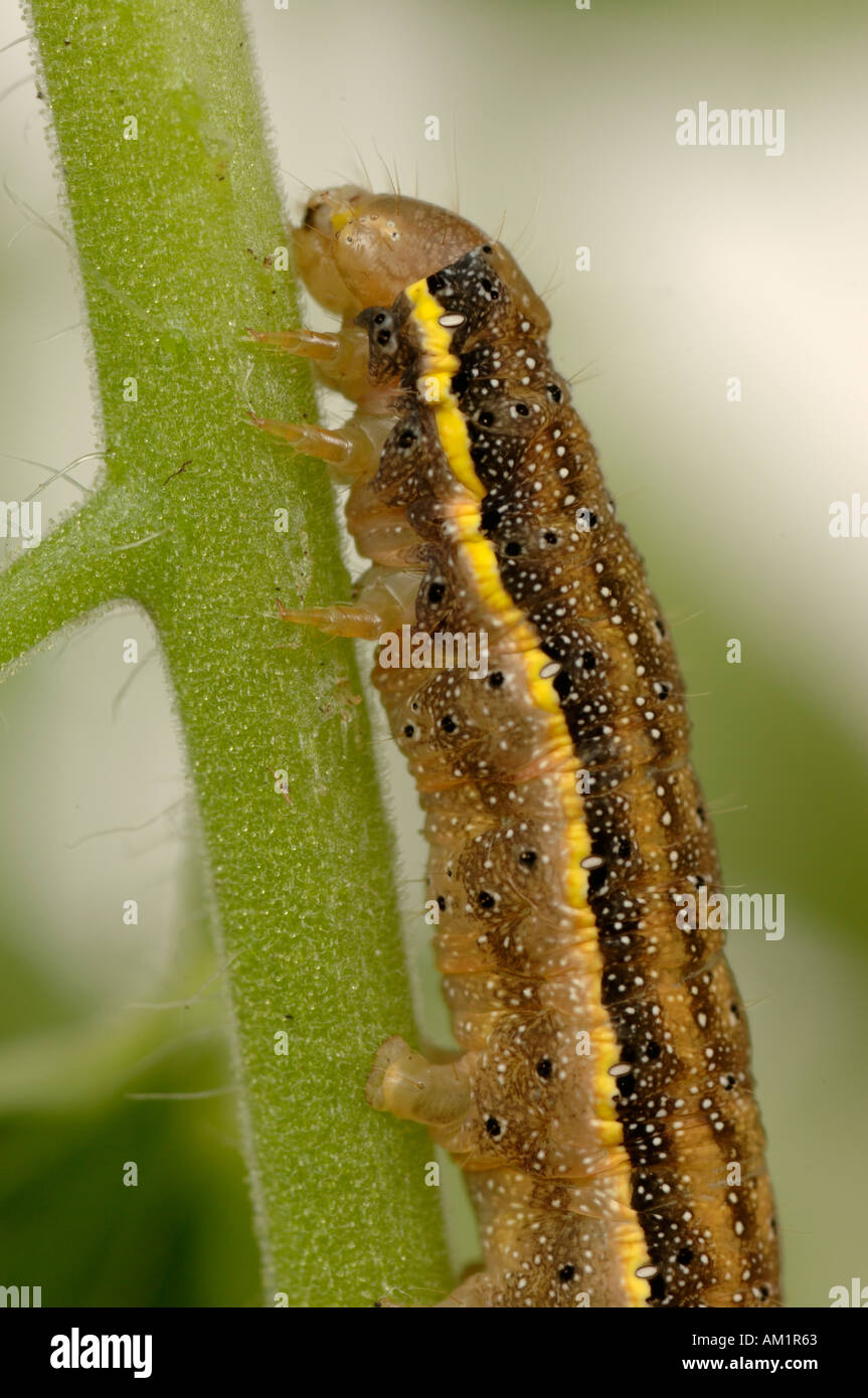 Tomato Moth Lacanobia oleracea caterpillar on tomato plant Stock Photo ...