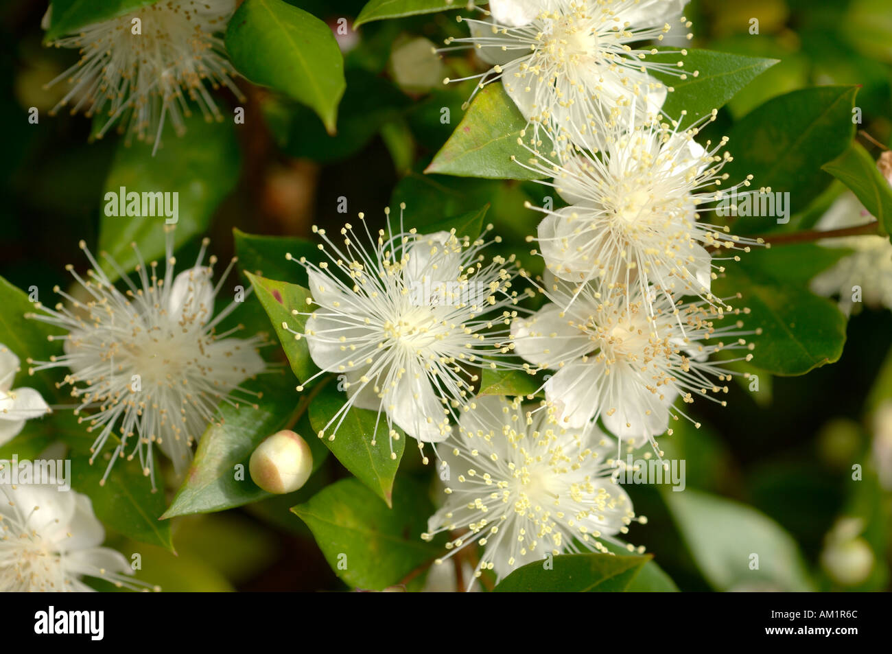 Myrtle Myrtus communis close up of shrub in full flower Stock Photo - Alamy