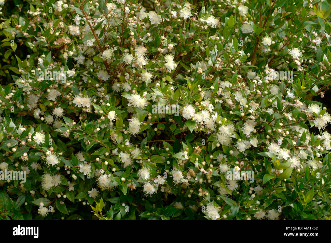Myrtle Myrtus communis close up of shrub in full flower Stock Photo - Alamy