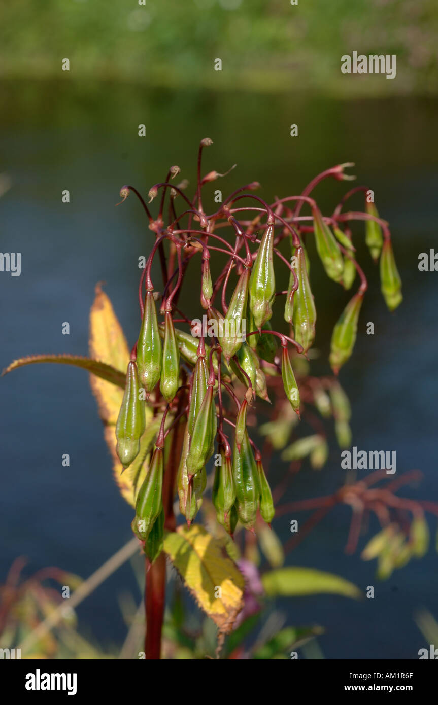 Himalayan balsam Impatiens gladulifera seedpods with the Rive Axe ...