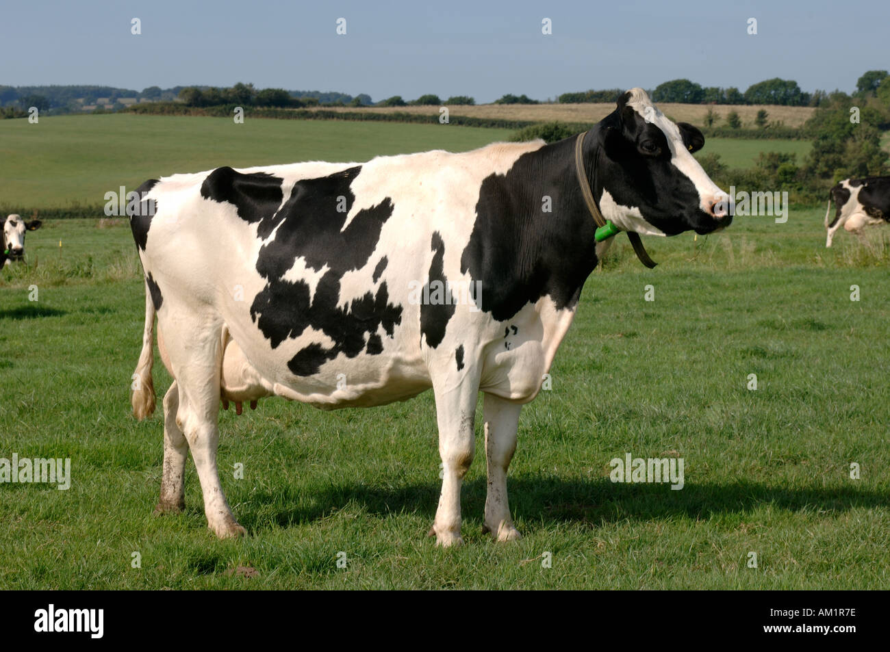 Side view of Holstein Friesian cow on grass pasture Devon Stock Photo ...