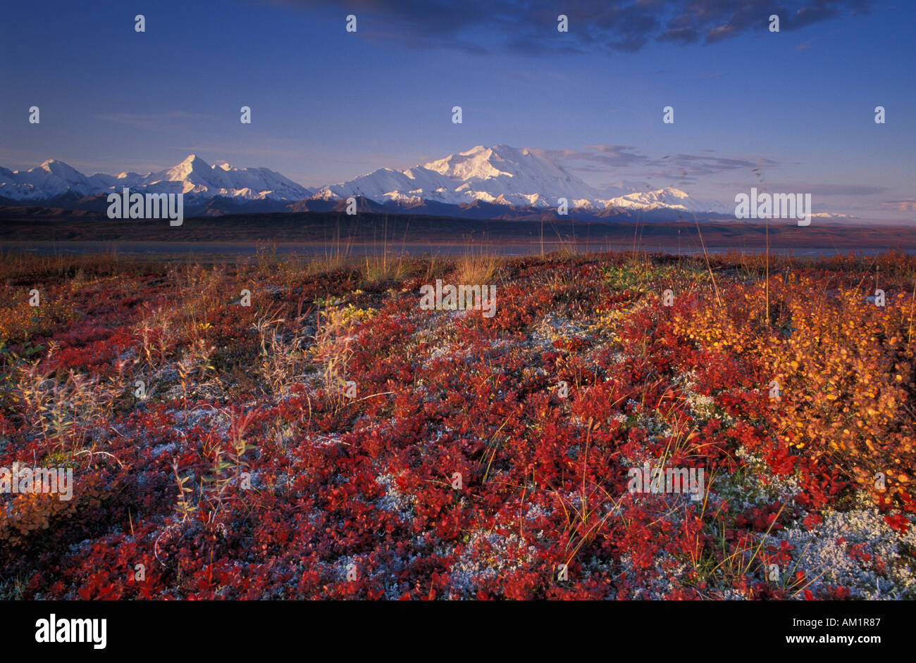 Fall tundra and Mt McKinley Denali National Park Alaska Stock Photo - Alamy