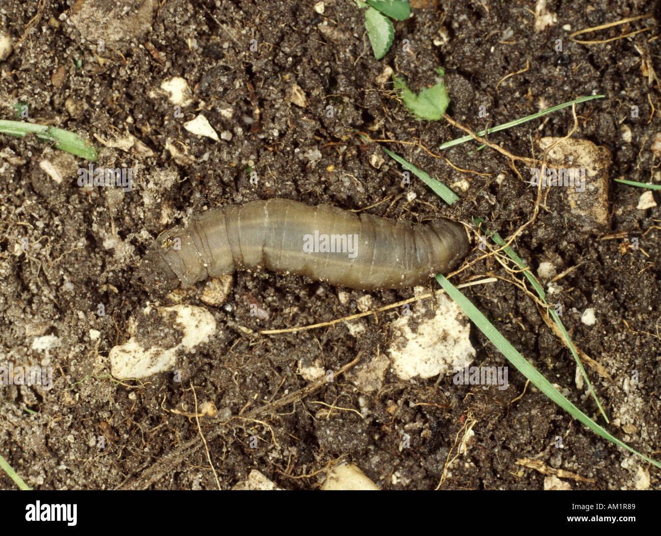 Leatherjacket Tipula oleracea crane fly larva in soil Stock Photo - Alamy